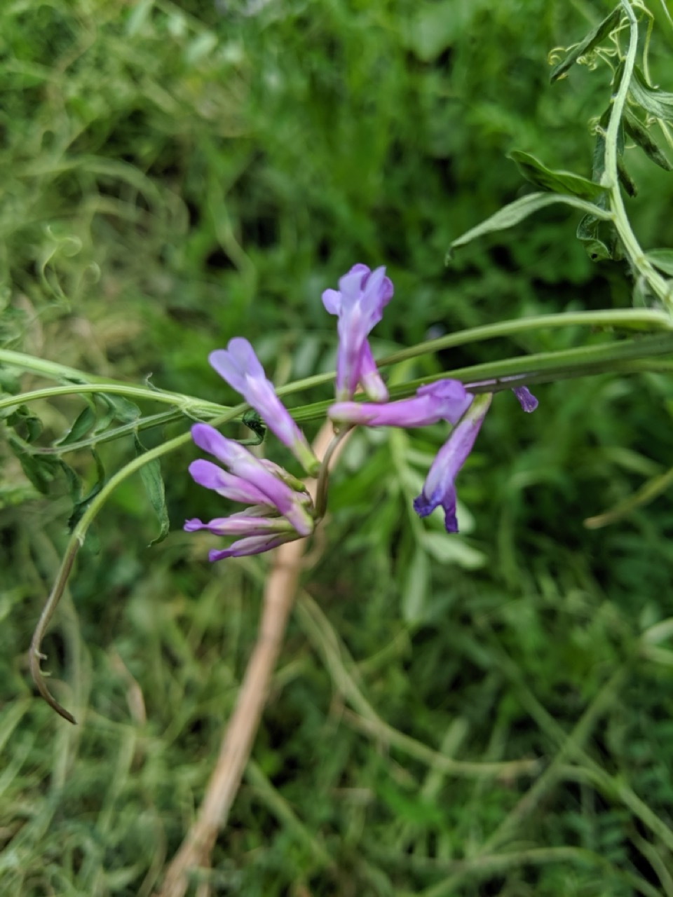 Hairy Vetch Cover Crop: A Starter Guide to Your Garden's BFF